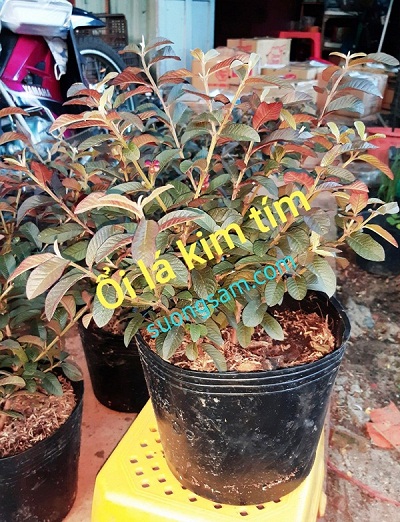 oi la kim, oi la kim tim, cay giong oi la kim tim | Mã: 10 | Giá: 200.000₫