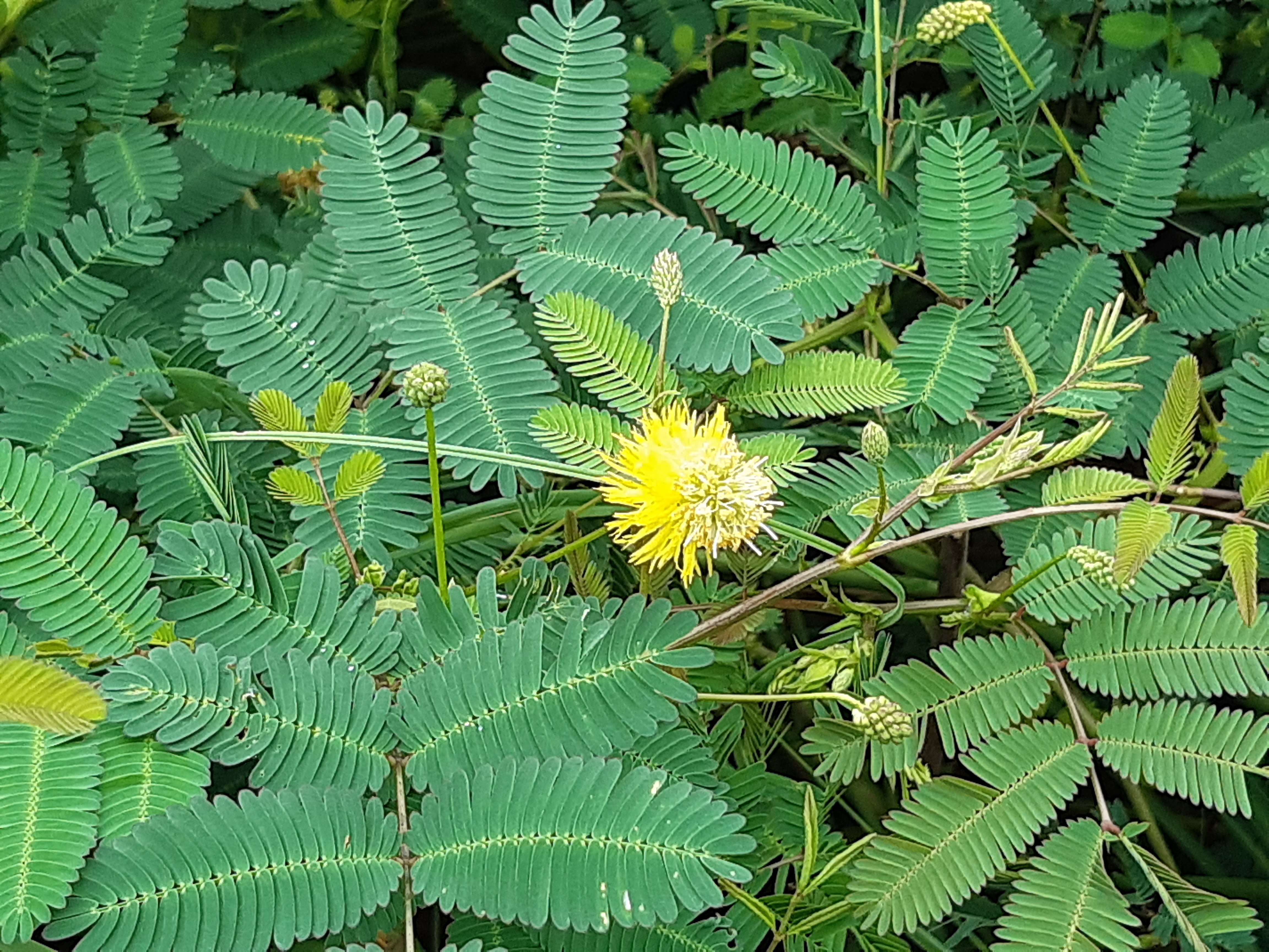 cay rau rut, cay rau nhut, rau sach tu trong, cay rau vi thuoc | Mã: 20 ...