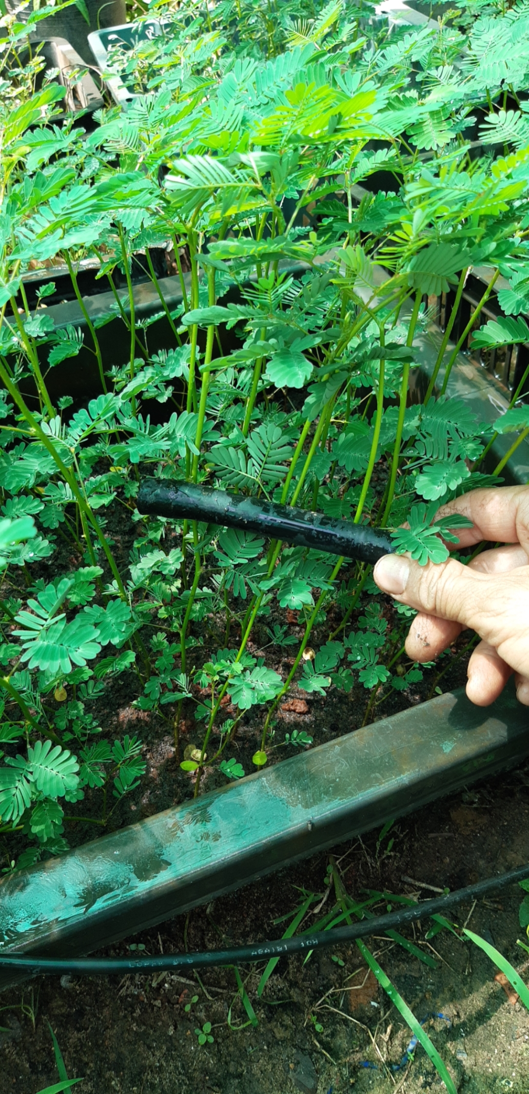 cay rau rut, cay rau nhut, rau sach tu trong, cay rau vi thuoc