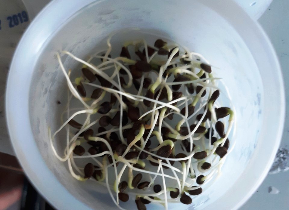 cay rau rút, cây rau nhút, rau sạch tự trồng, cây rau vị thuốc | Mã ...